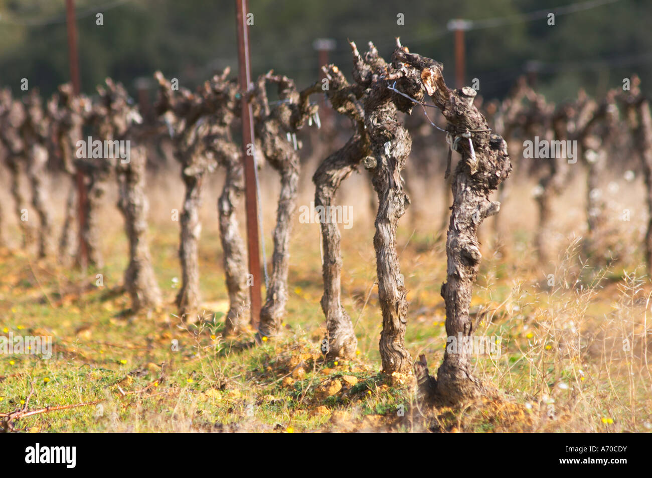 Domaine Alain Chabanon, previously Font Caude, in the Lagamas village ...