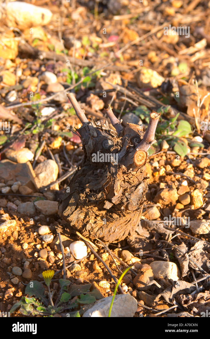 Domaine de Montcalmes in Puechabon. Terrasses de Larzac. Languedoc ...