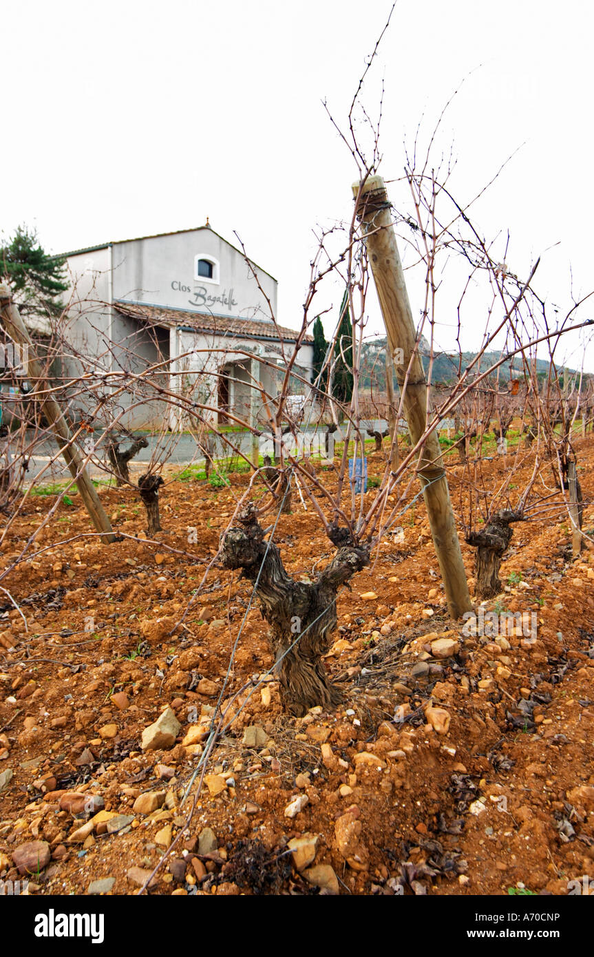Clos Bagatelle St Chinian. Languedoc. Vines trained in Gobelet pruning ...