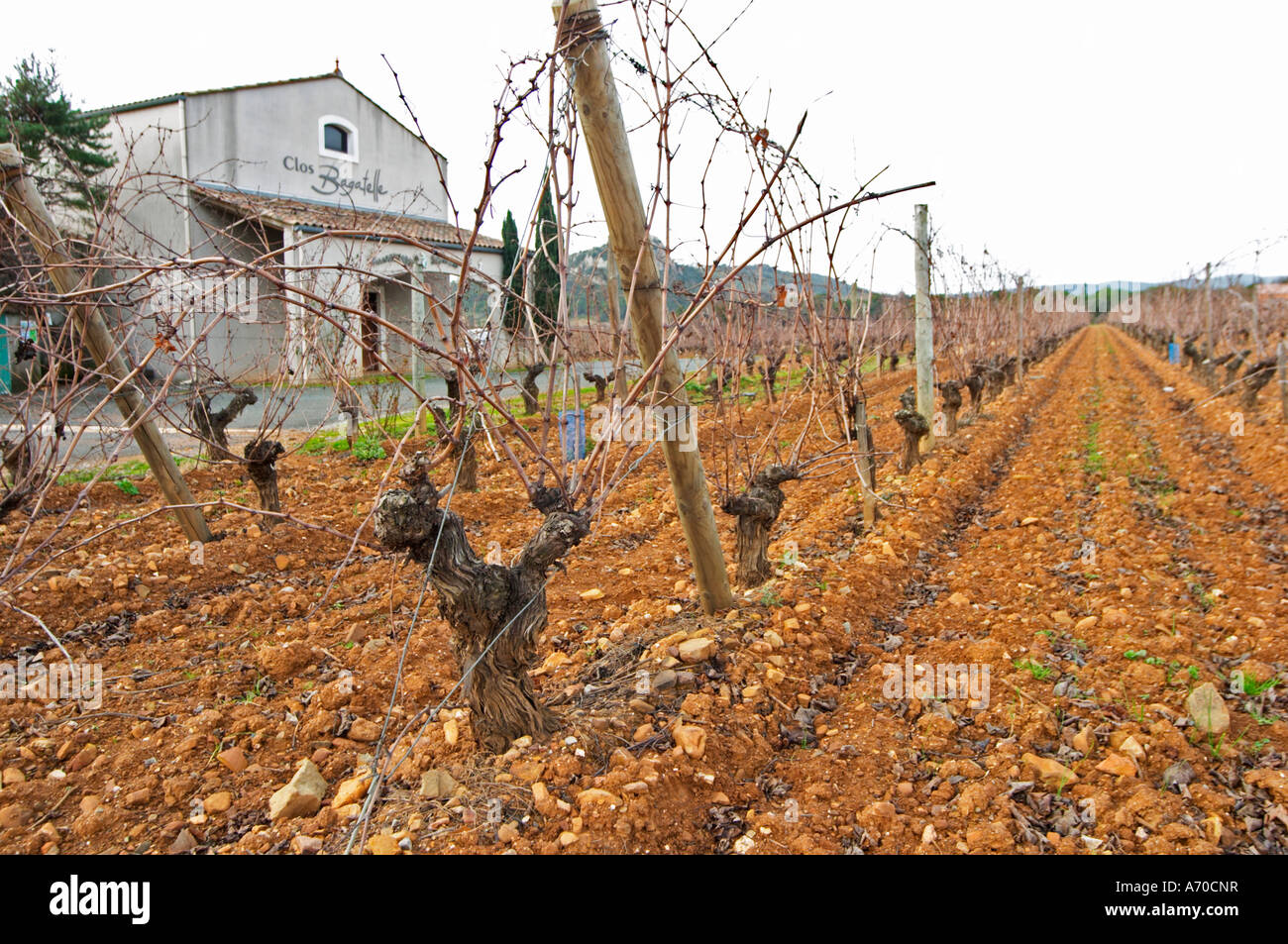 Clos Bagatelle St Chinian. Languedoc. Vines trained in Gobelet pruning ...