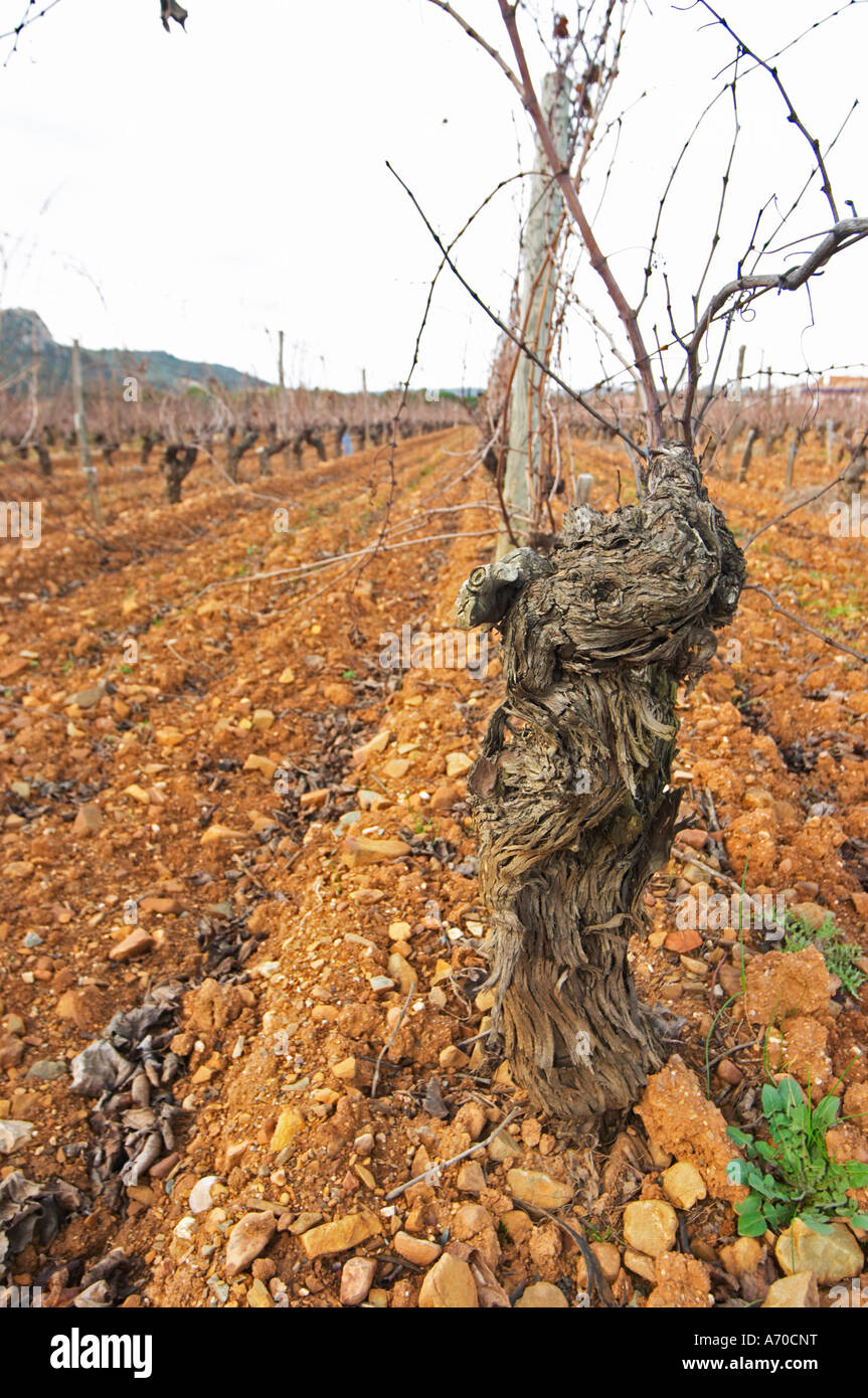 Clos Bagatelle St Chinian. Languedoc. Vines trained in Gobelet pruning ...