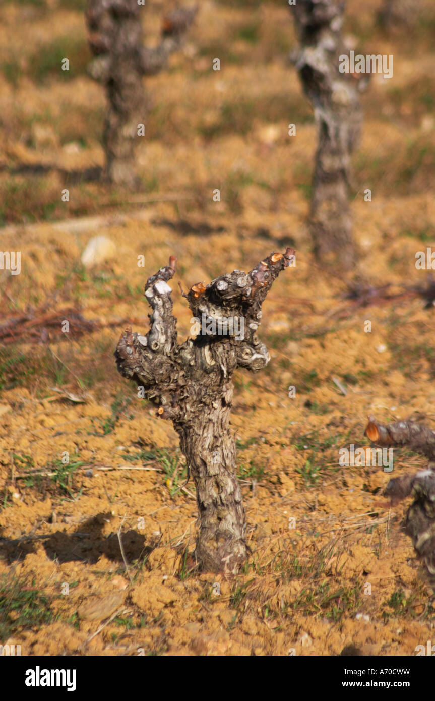 Domaine Mas Gabinele. Faugeres. Languedoc. Vines trained in Gobelet ...