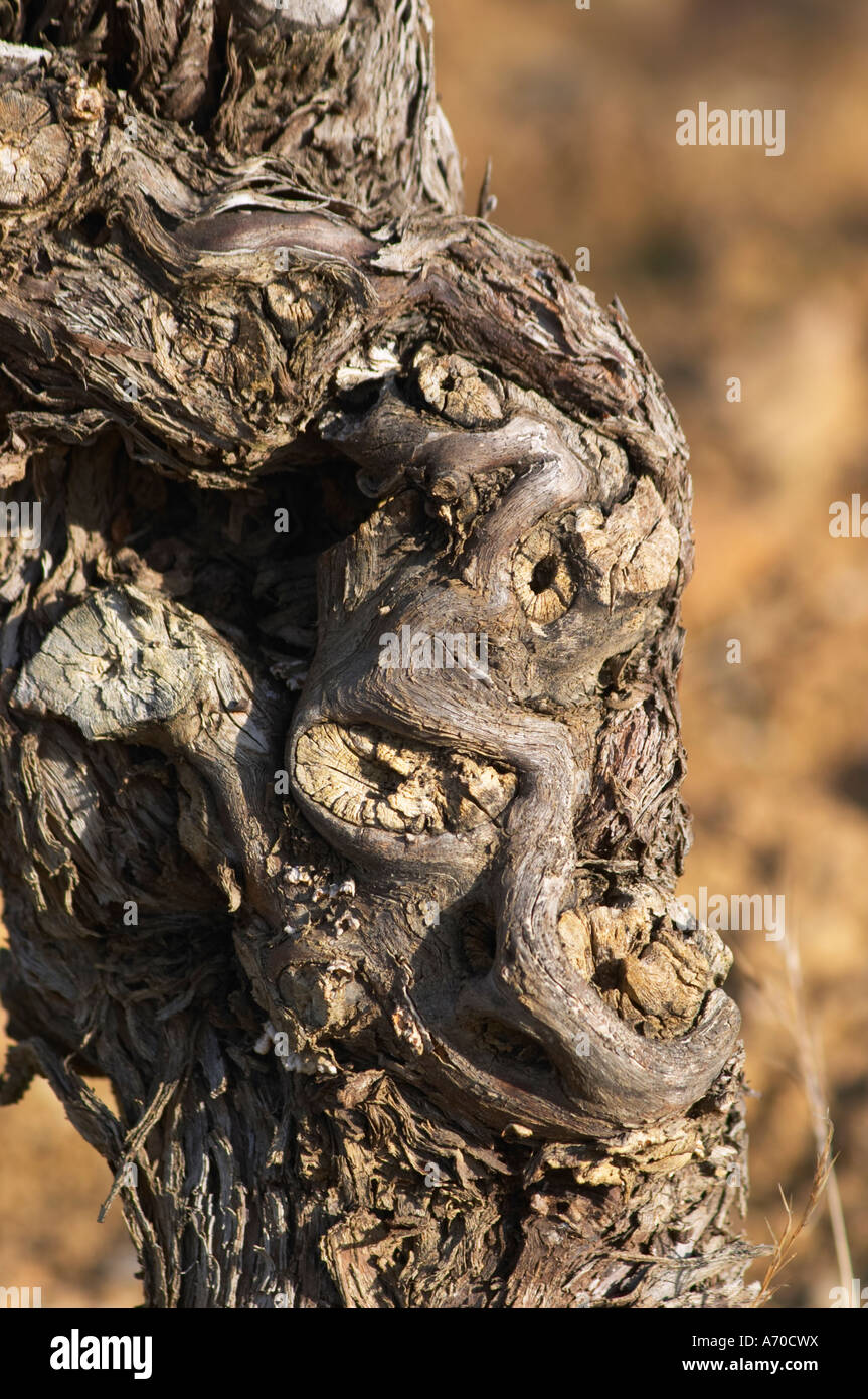 Domaine Mas Gabinele. Faugeres. Languedoc. Vines trained in Gobelet ...