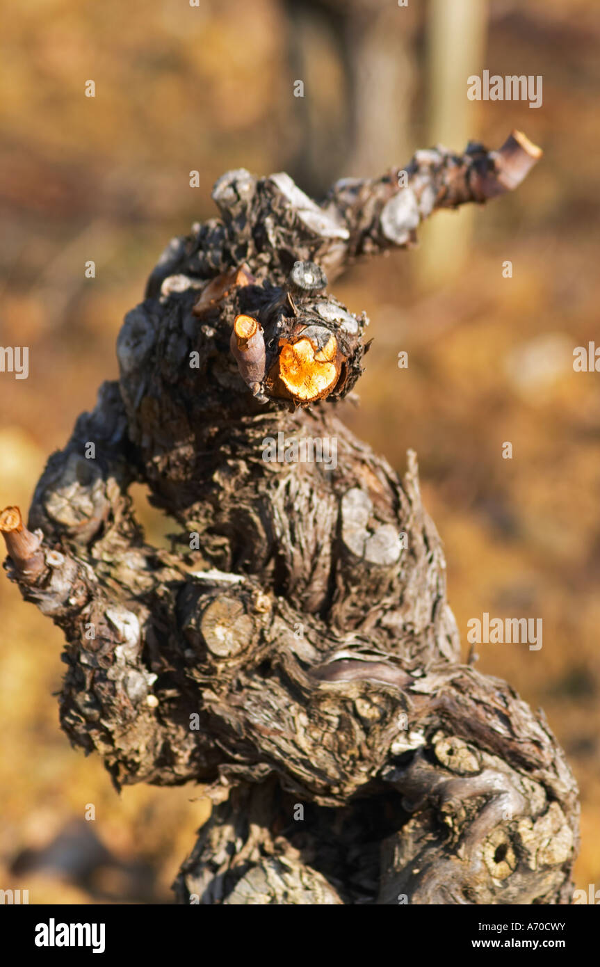 Domaine Mas Gabinele. Faugeres. Languedoc. Vines trained in Gobelet ...