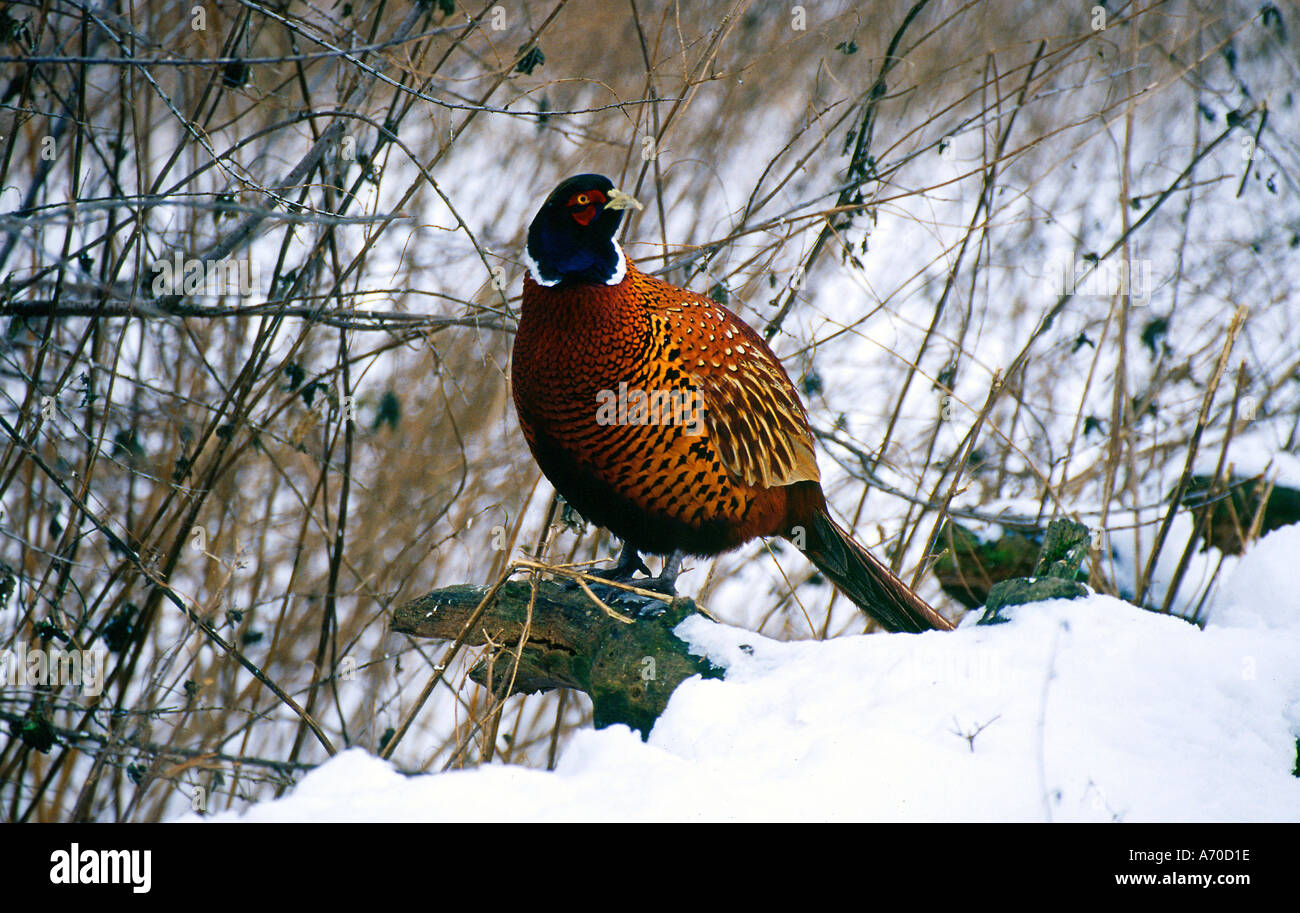 Pheasant in snow Stock Photo - Alamy