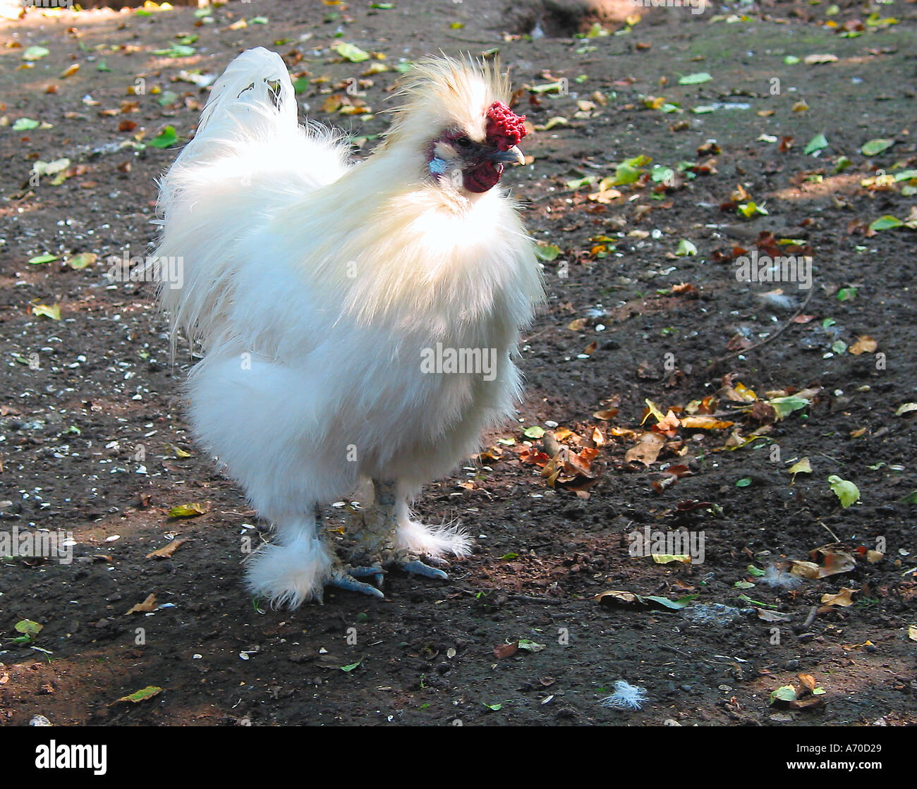 fowl on a farm Stock Photo - Alamy