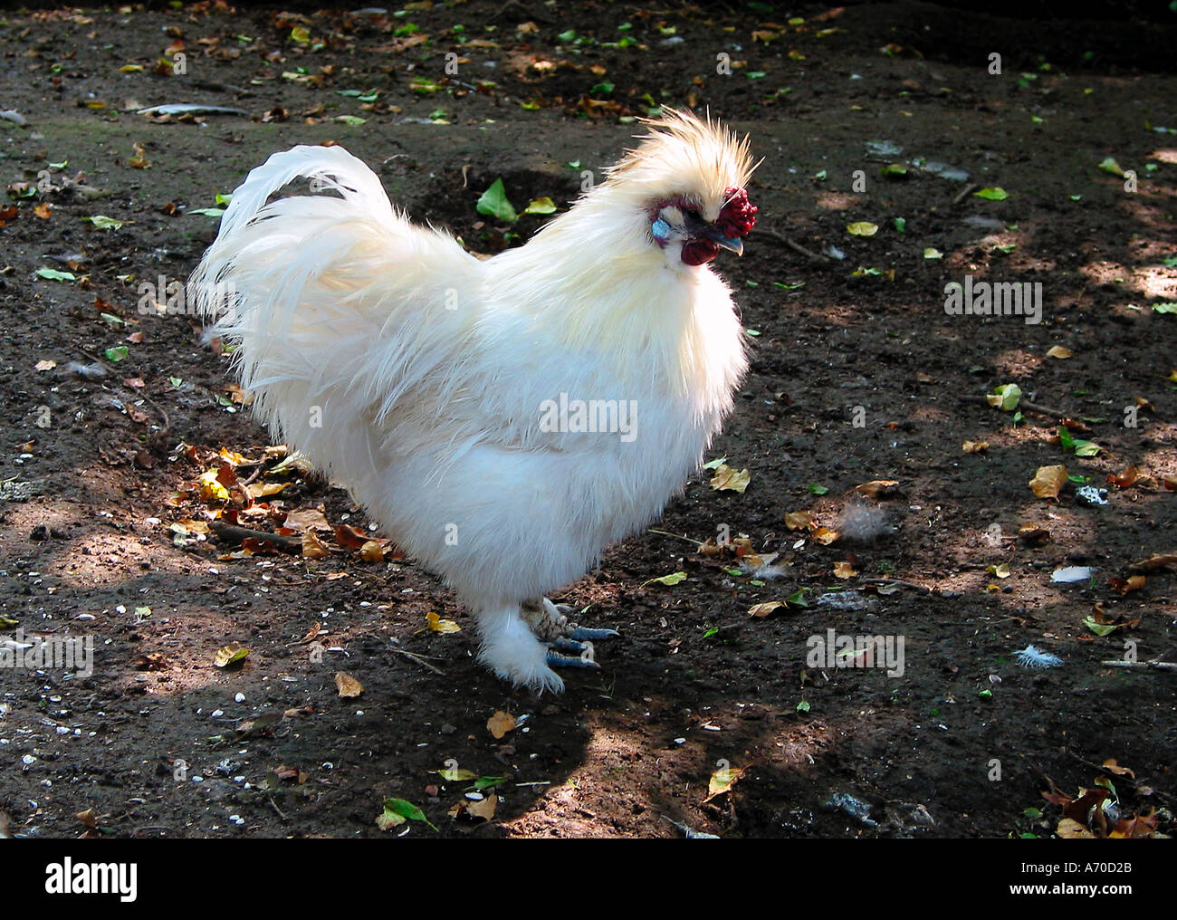 Fowl on a farm Stock Photo - Alamy