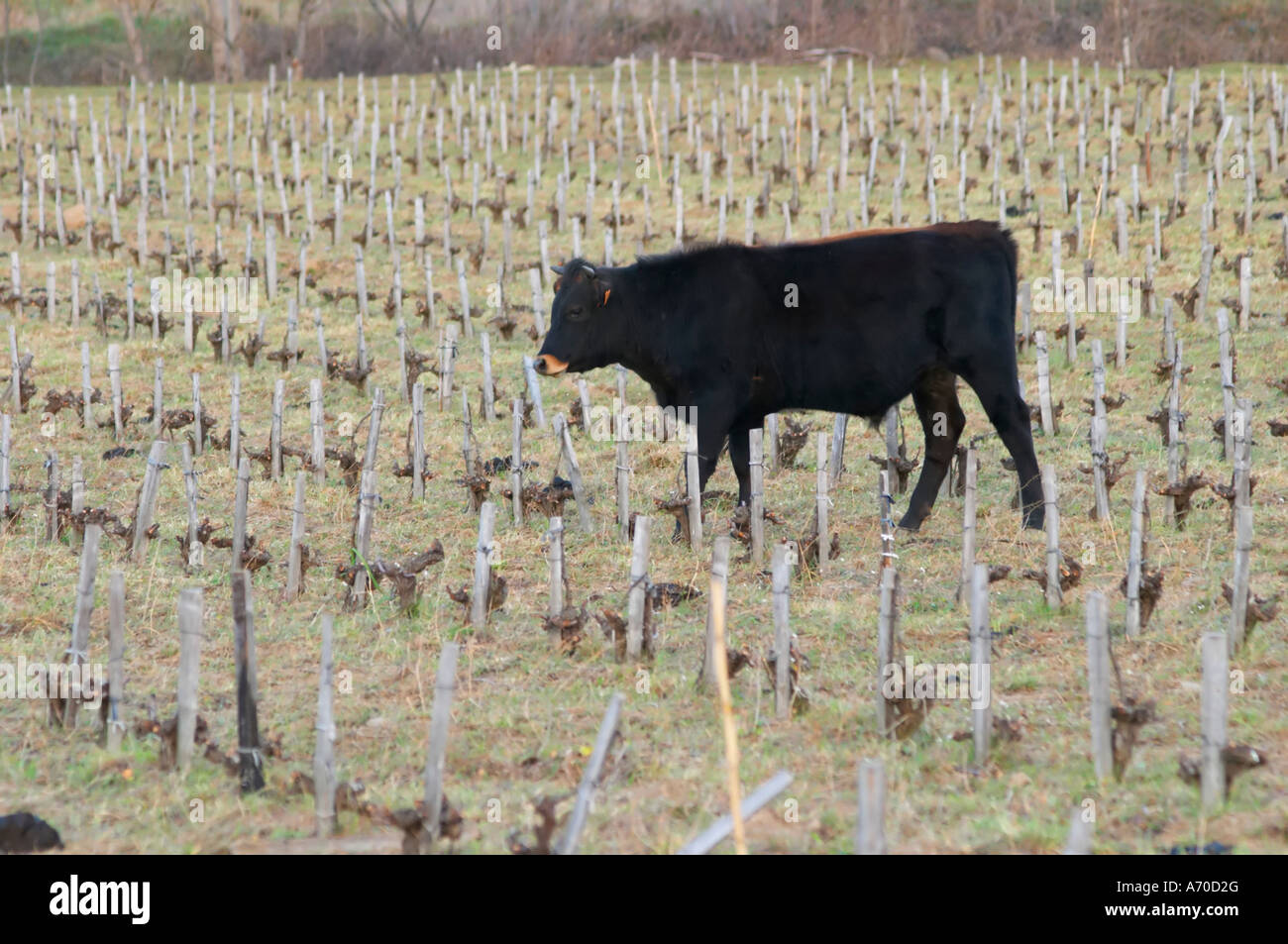 Vineyard with cows, cattle, bulls near Lentheric, below Ch des ...