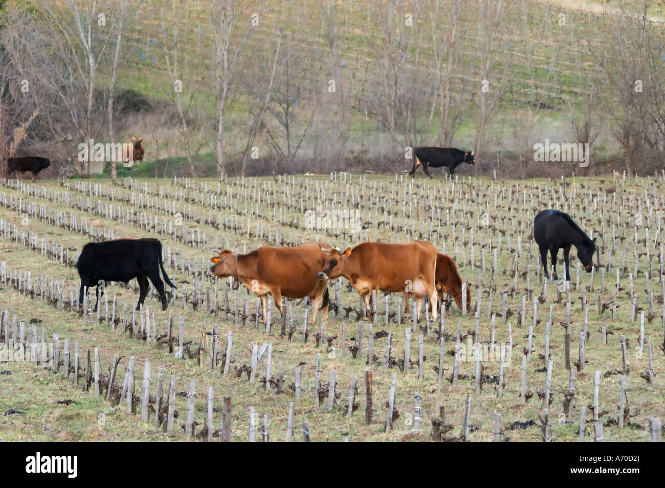 Vineyard with cows, cattle, bulls near Lentheric, below Ch des ...