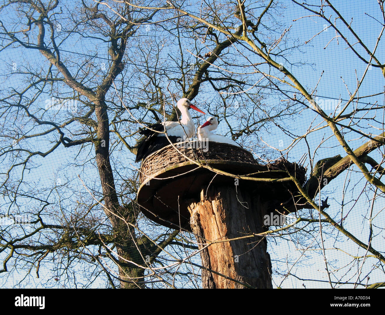 White stork nesting Stock Photo - Alamy