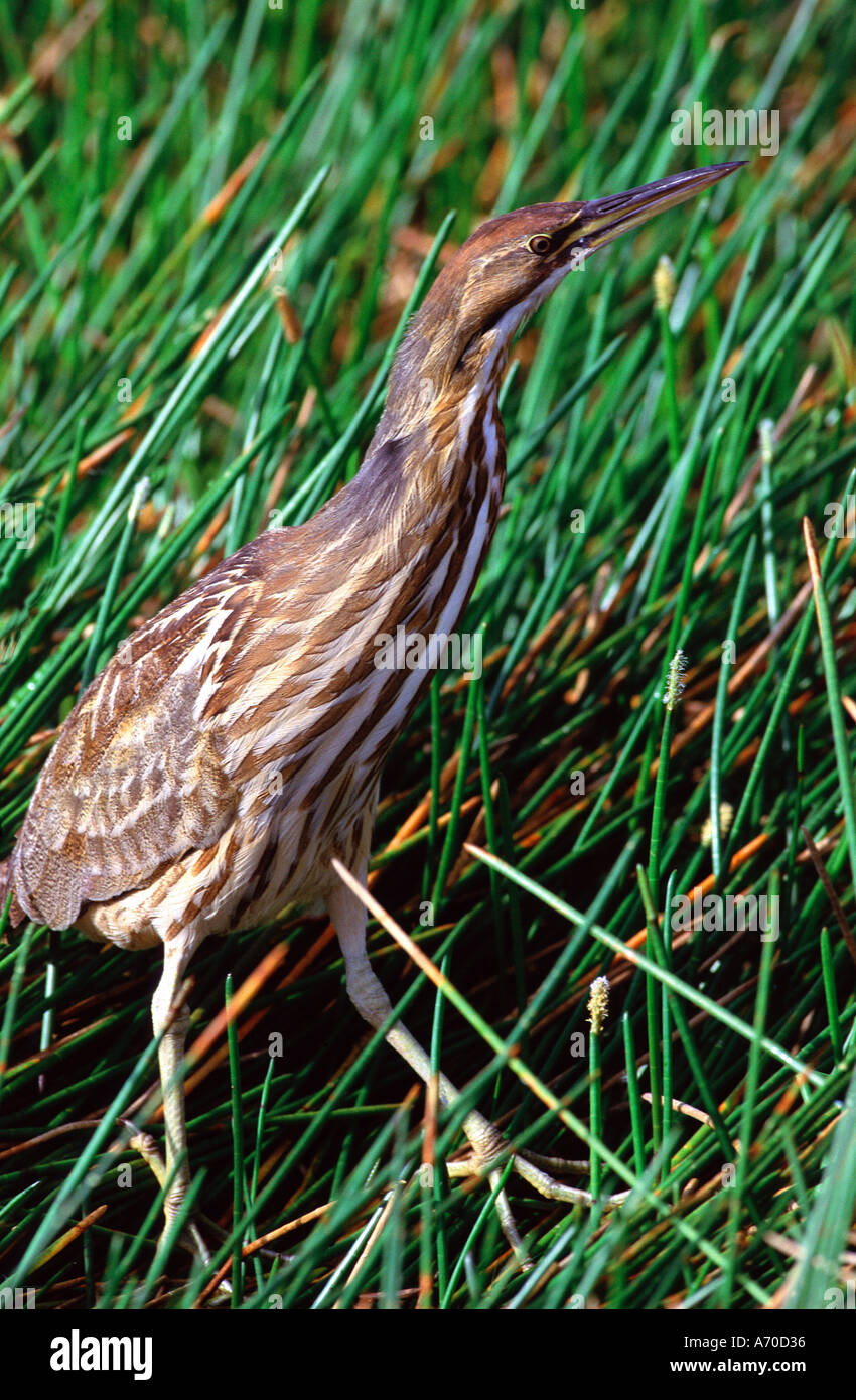 American Bittern in reed Stock Photo - Alamy