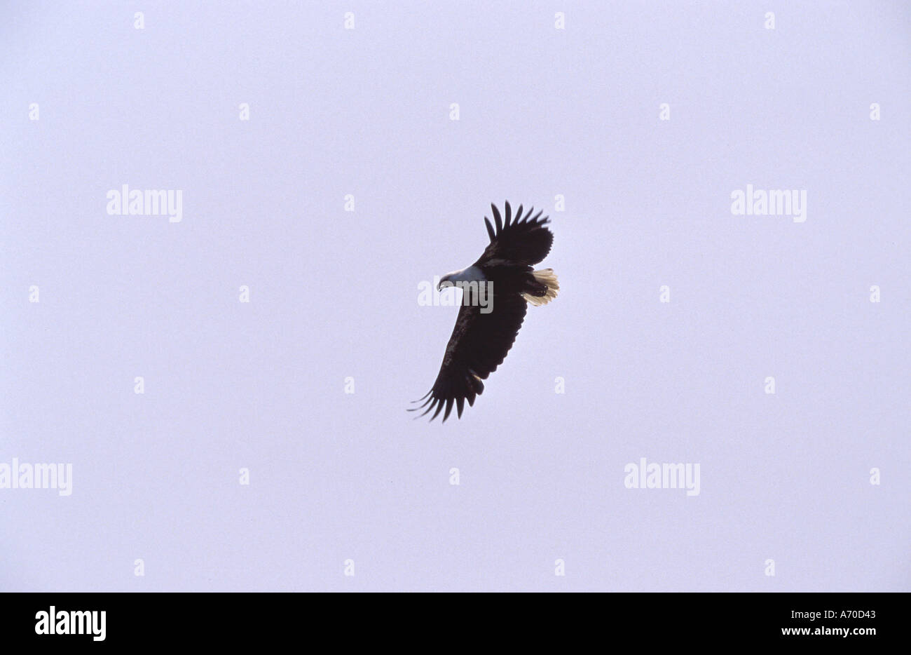 African Fish Eagle flying Stock Photo - Alamy