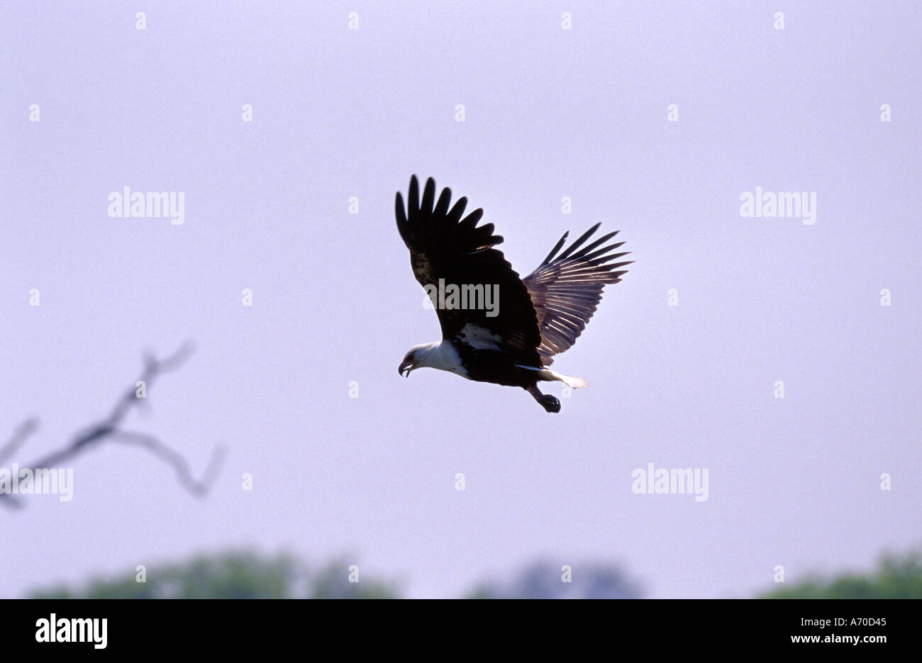 African Fish Eagle flying Stock Photo - Alamy
