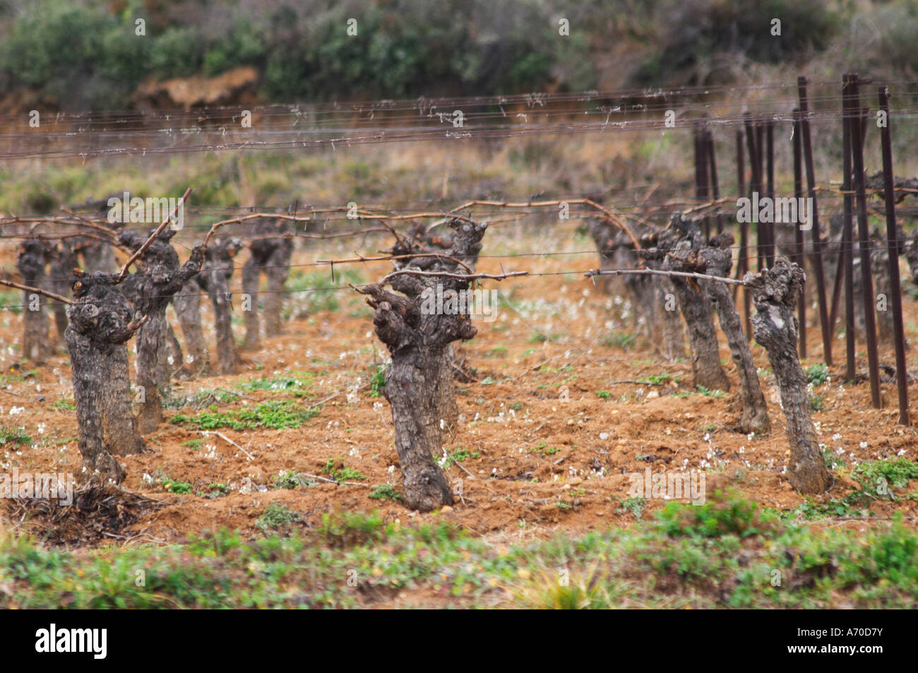 Chateau St Martin de la Garrigue. Languedoc. Vines trained in Guyot ...