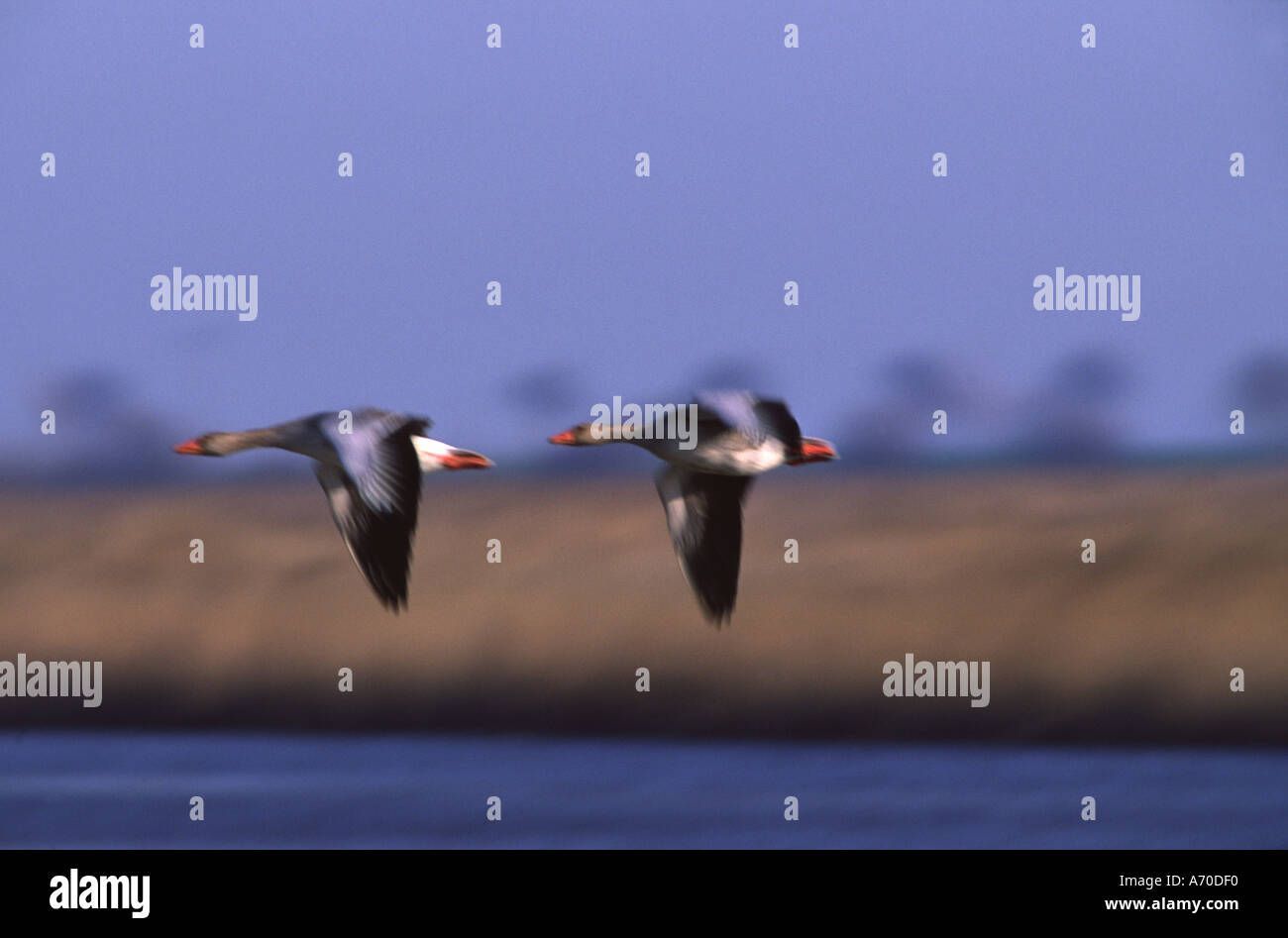 Bill lange hi-res stock photography and images - Alamy