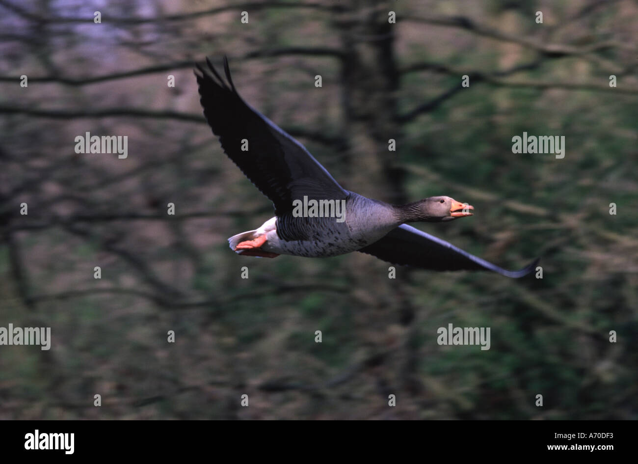Lange federn hi-res stock photography and images - Alamy