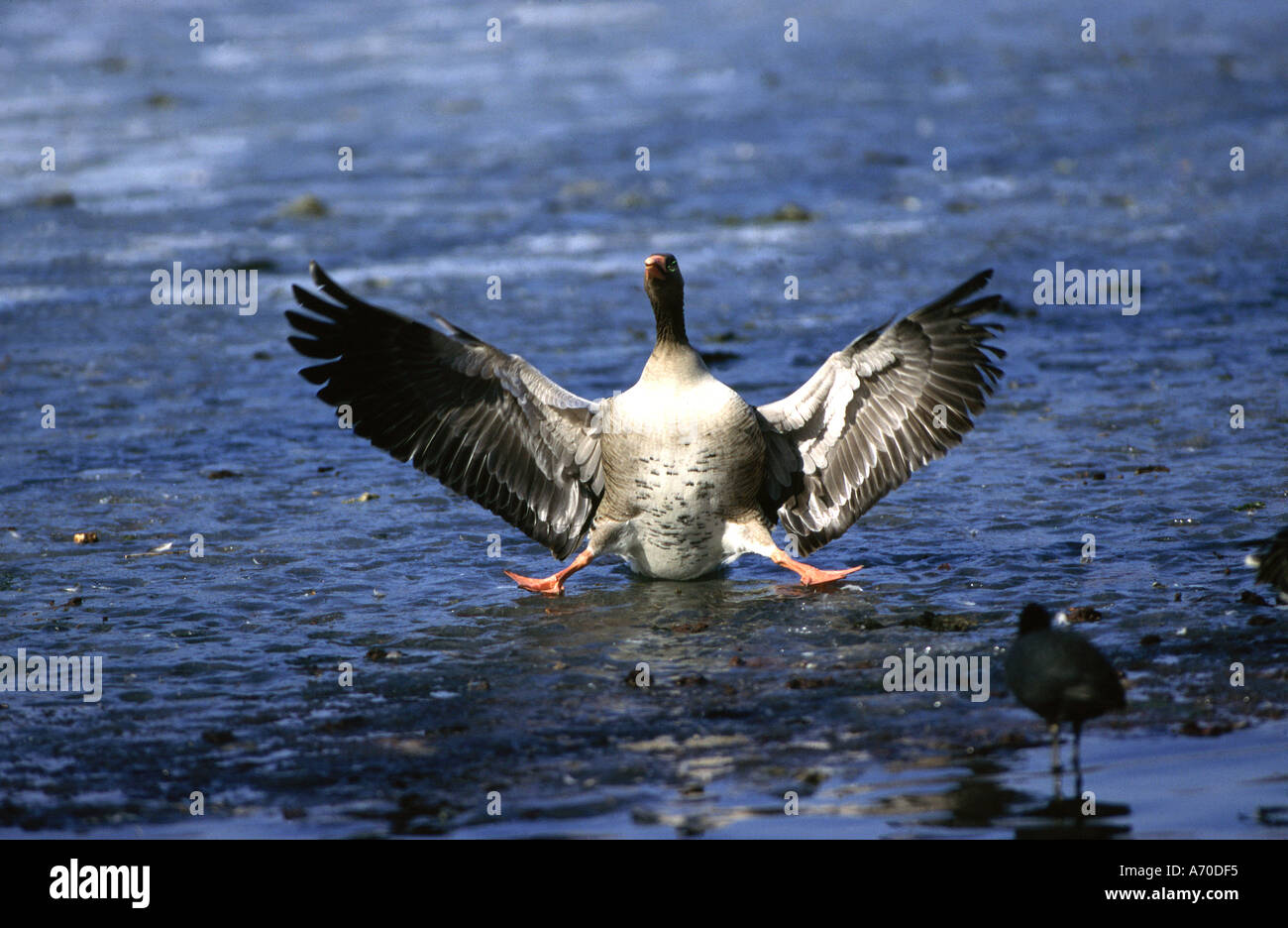 Slippering hi-res stock photography and images - Alamy