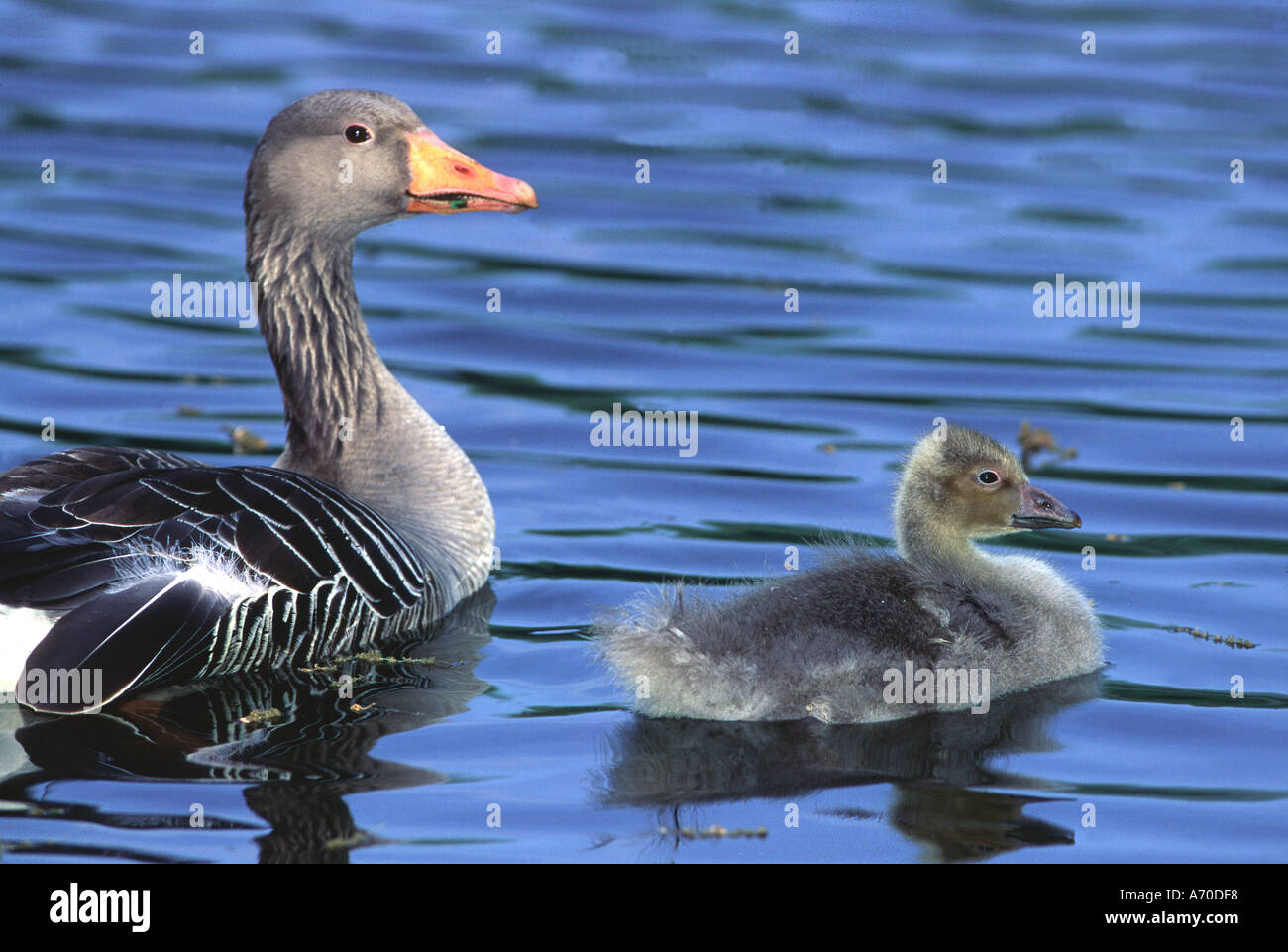 Greylag Goose Chicken with mother Stock Photo - Alamy