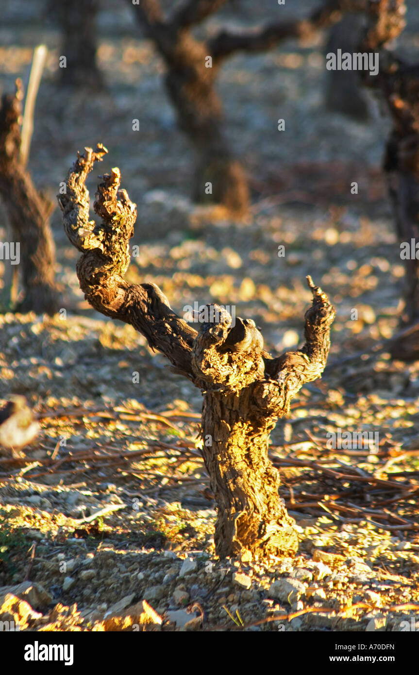 Domaine de Mas de Martin, St Bauzille de Montmel. Gres de Montpellier ...