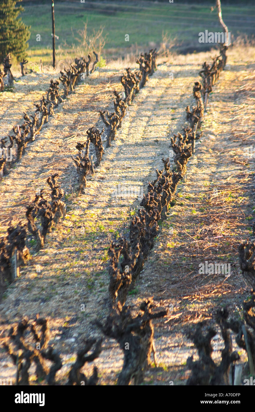 Domaine de Mas de Martin, St Bauzille de Montmel. Gres de Montpellier ...