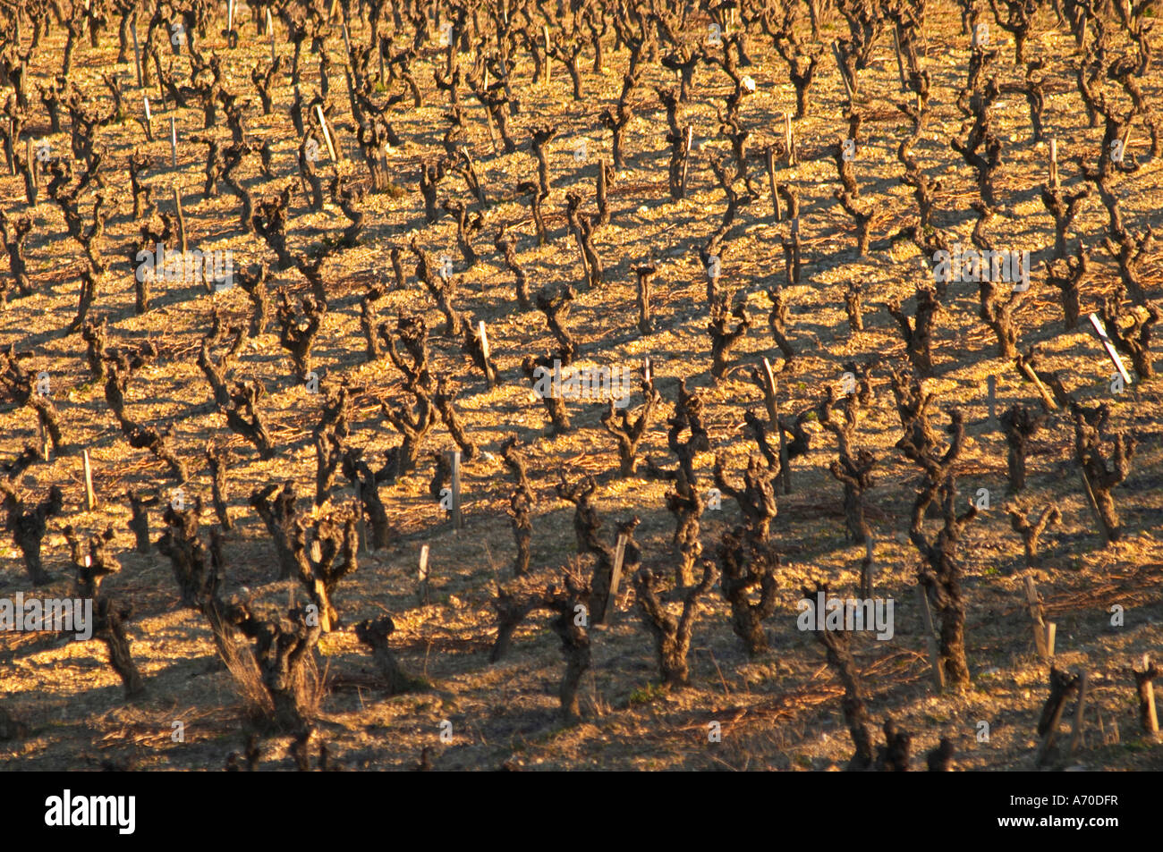 Domaine de Mas de Martin, St Bauzille de Montmel. Gres de Montpellier ...