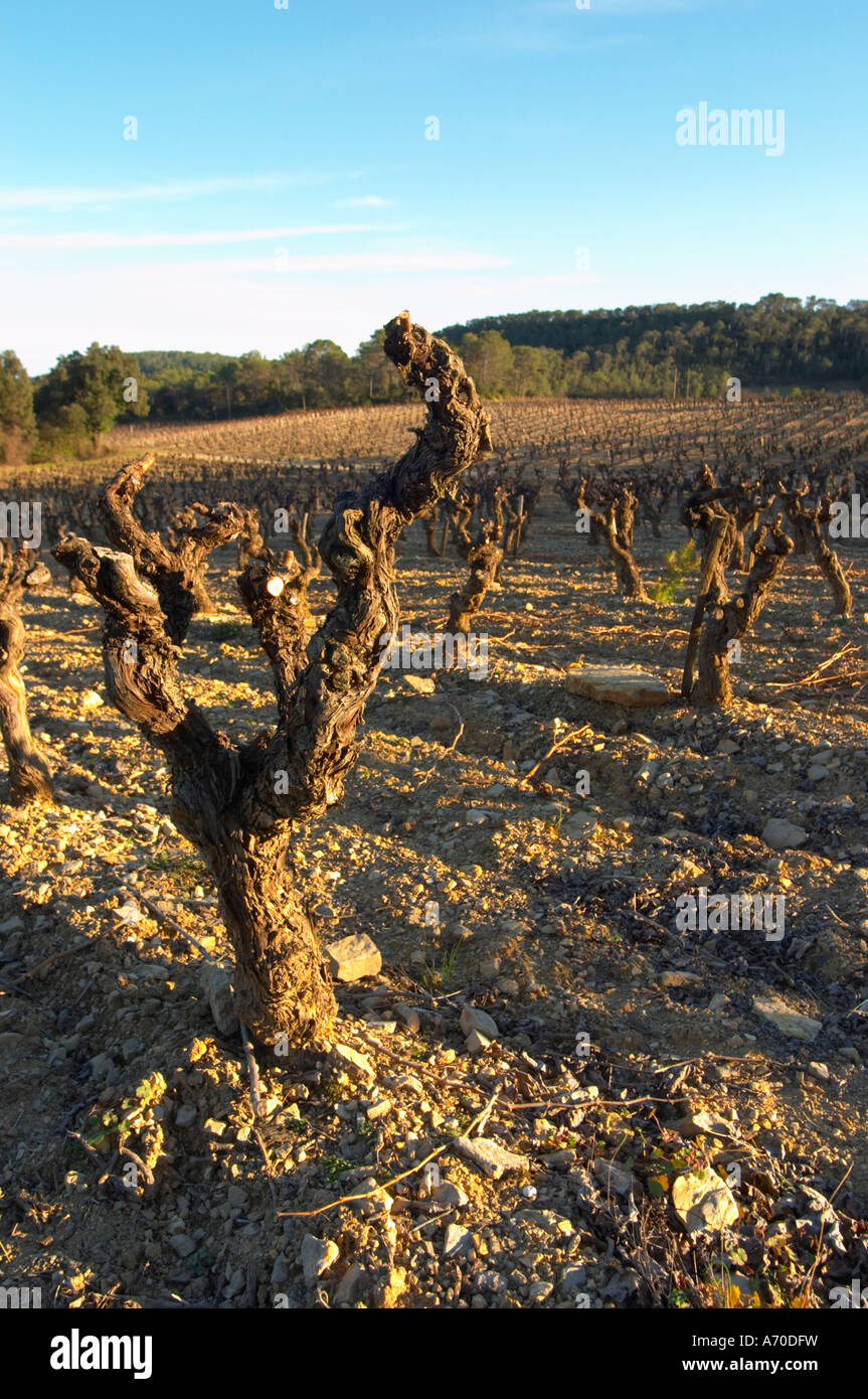 Domaine de Mas de Martin, St Bauzille de Montmel. Gres de Montpellier ...
