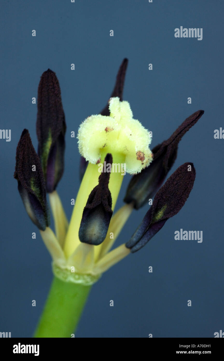 Parts of a flower hi-res stock photography and images - Alamy