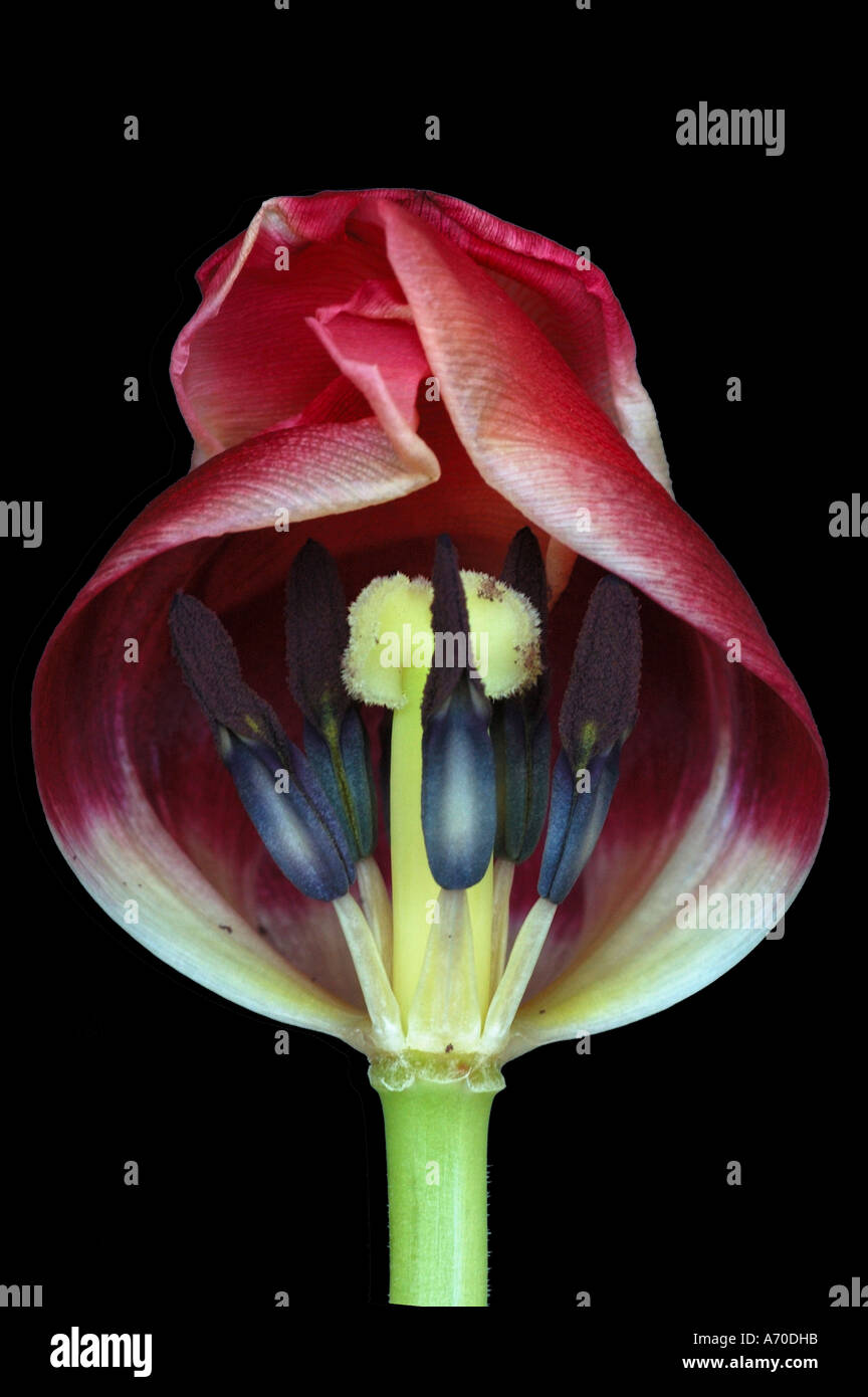 Inner parts of a tulip flower Stock Photo - Alamy