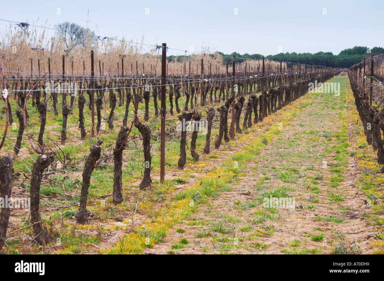 Double guyot pruned vines in hi-res stock photography and images - Alamy