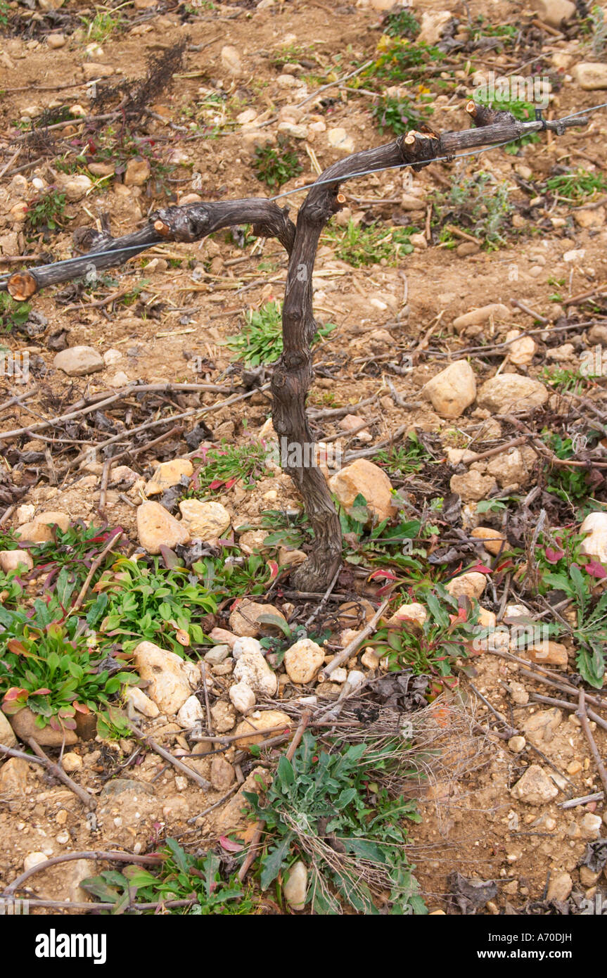 Domaine Le Nouveau Monde. Terrasses de Beziers. Languedoc. Vines ...