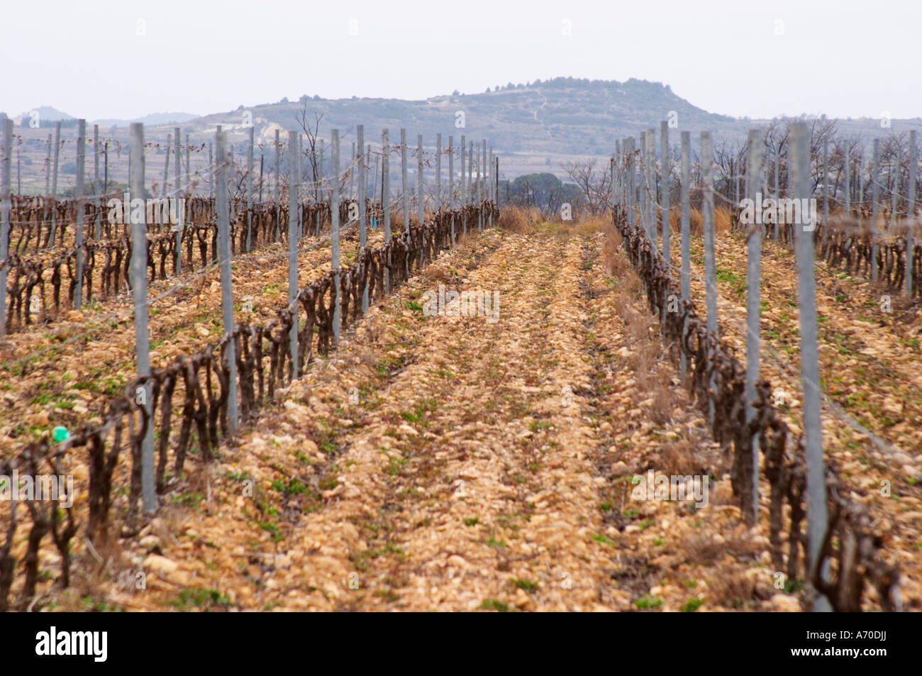 Domaine Le Nouveau Monde. Terrasses de Beziers. Languedoc. Vines ...