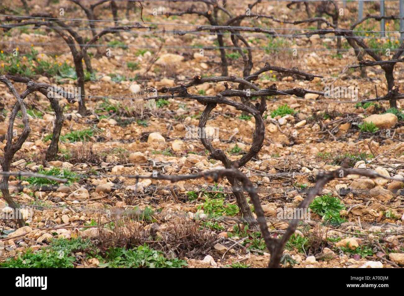 Domaine Le Nouveau Monde. Terrasses de Beziers. Languedoc. Vines ...