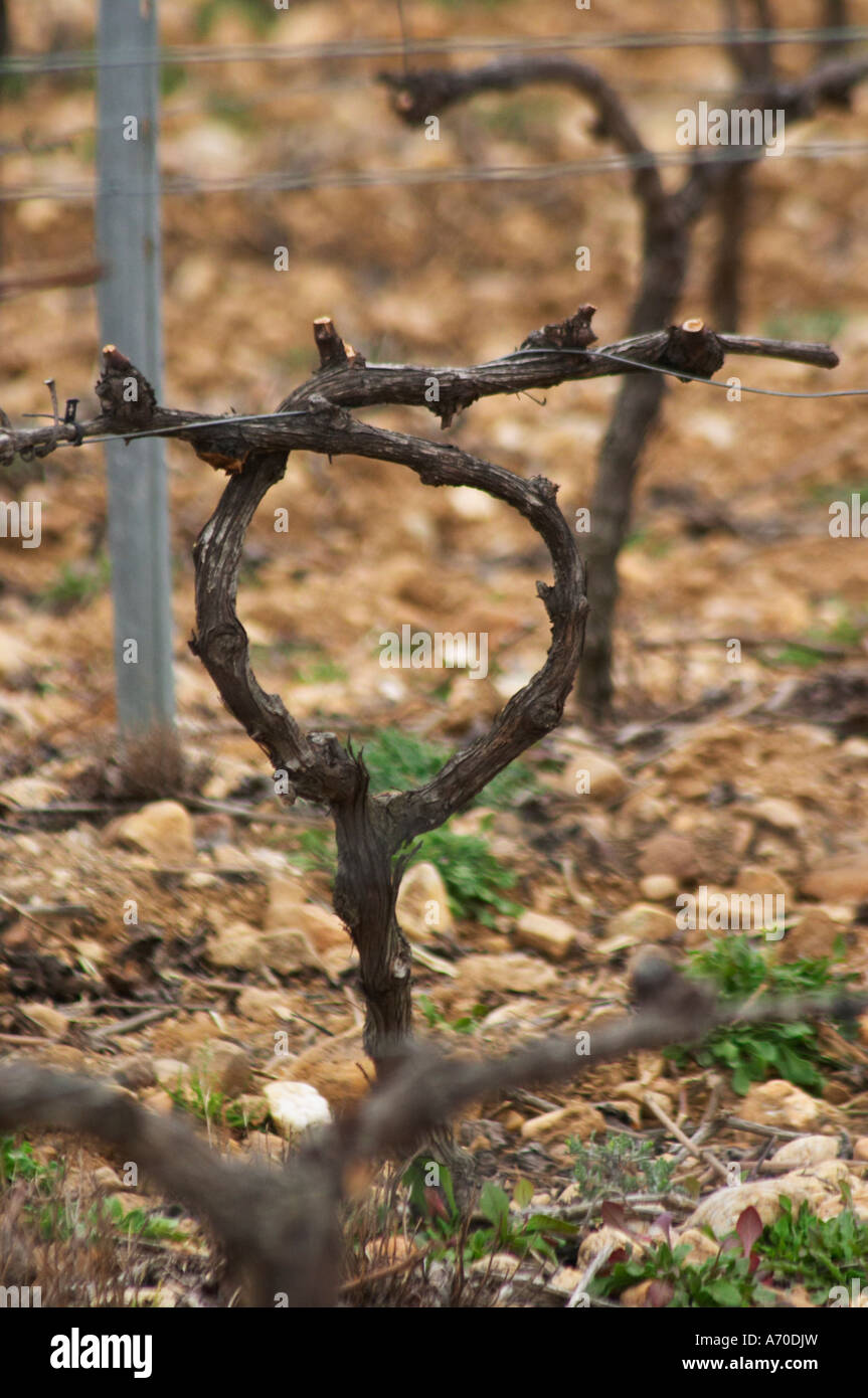 Domaine Le Nouveau Monde. Terrasses de Beziers. Languedoc. Vines ...