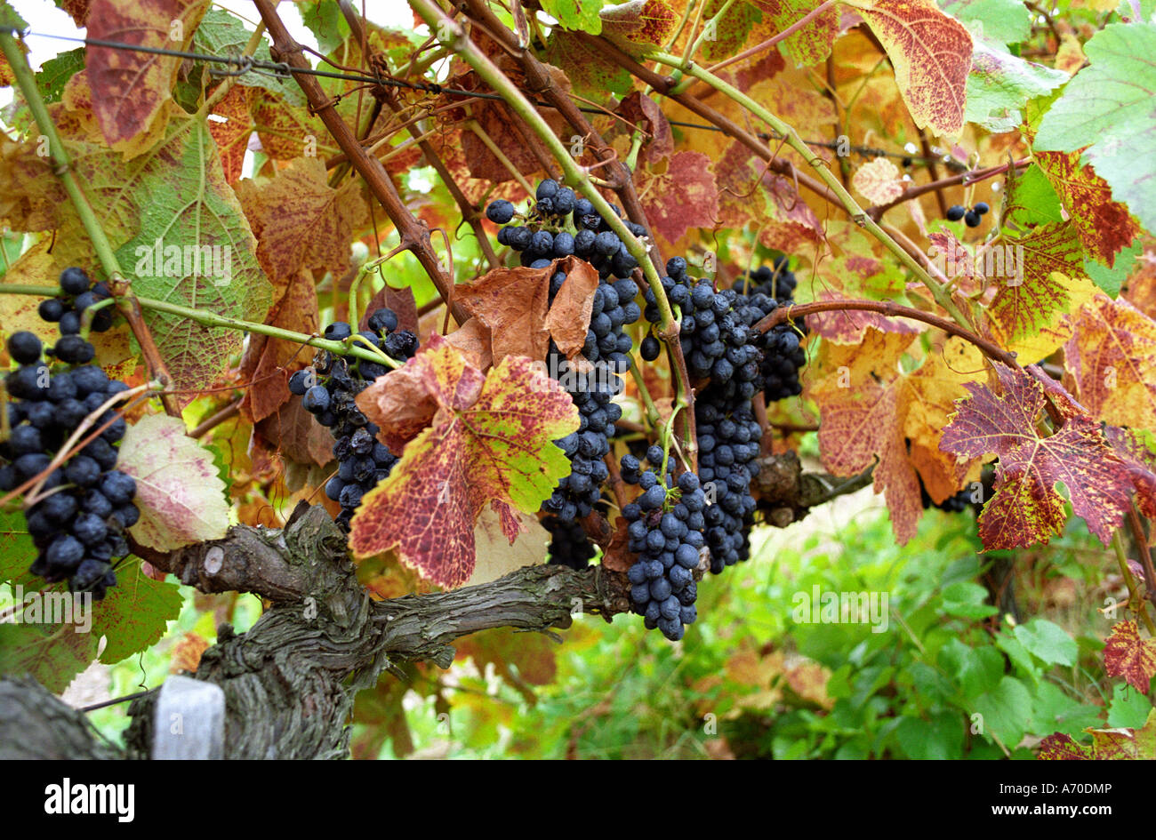 Horizontal cordon trained hi-res stock photography and images - Alamy