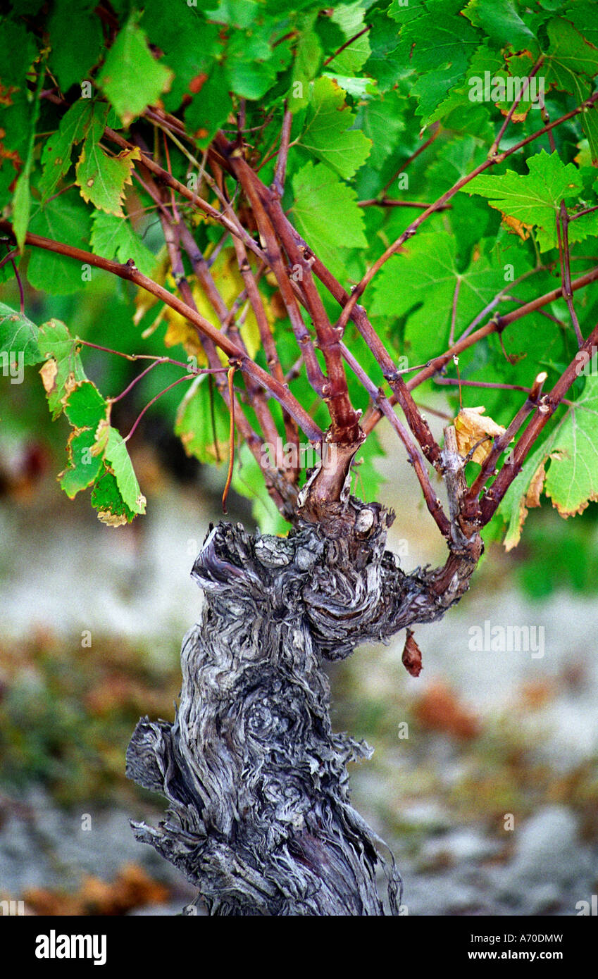 Collioure. Roussillon. Vines trained in Gobelet pruning. Old, gnarled ...