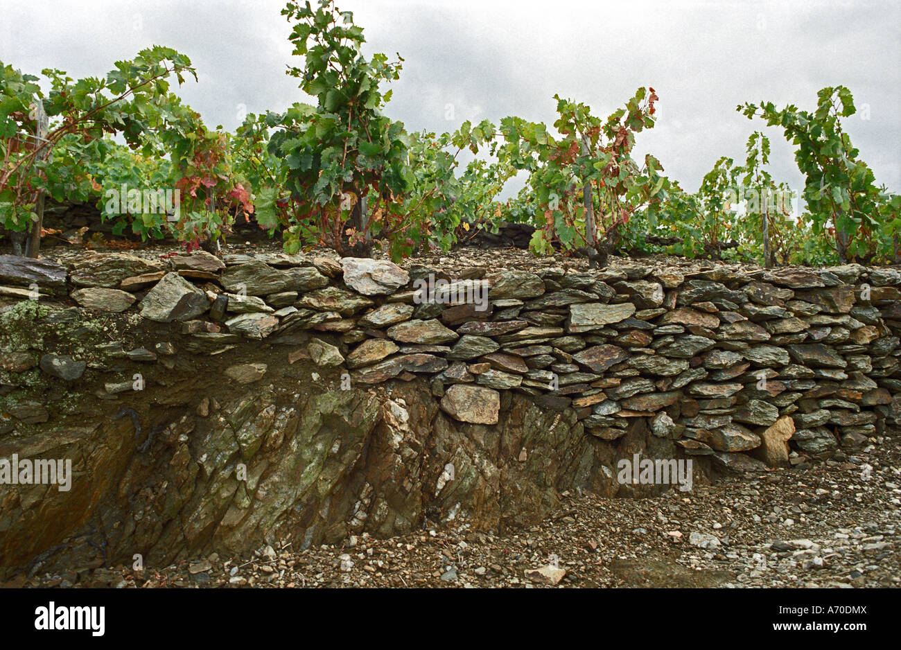 Schistose slate hi-res stock photography and images - Alamy