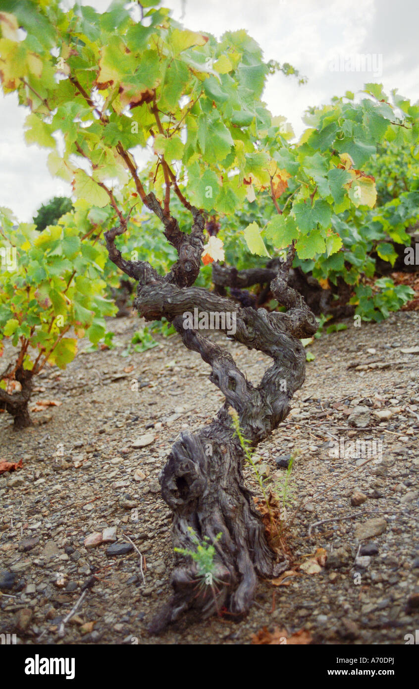 Vineyard old vine gobelet trained hi-res stock photography and images ...