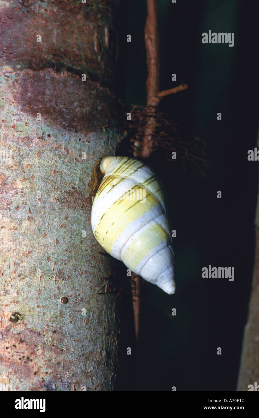 Tree snail everglades hi-res stock photography and images - Alamy