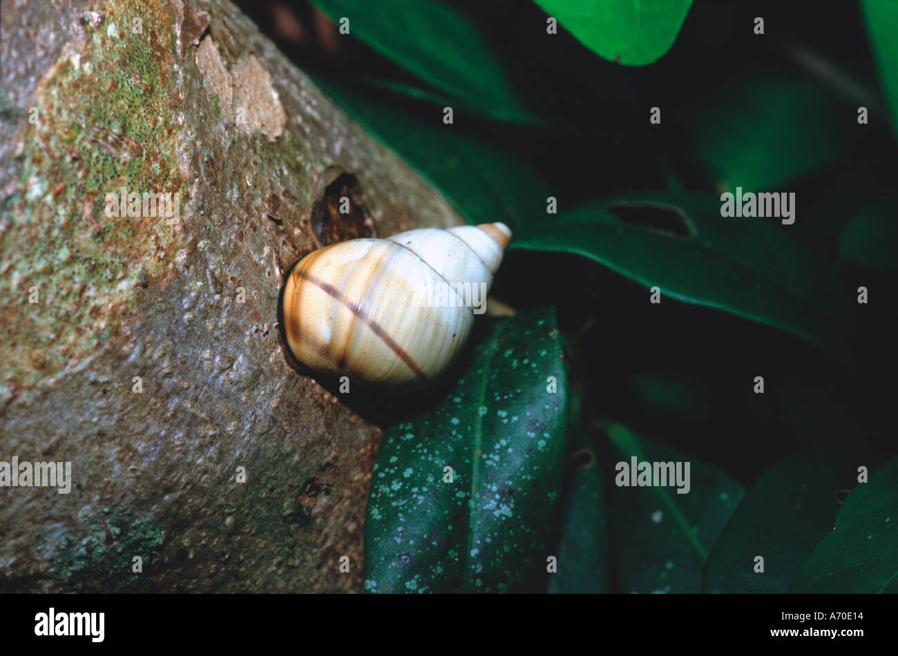 Tree snail in florida everglades hi-res stock photography and images ...