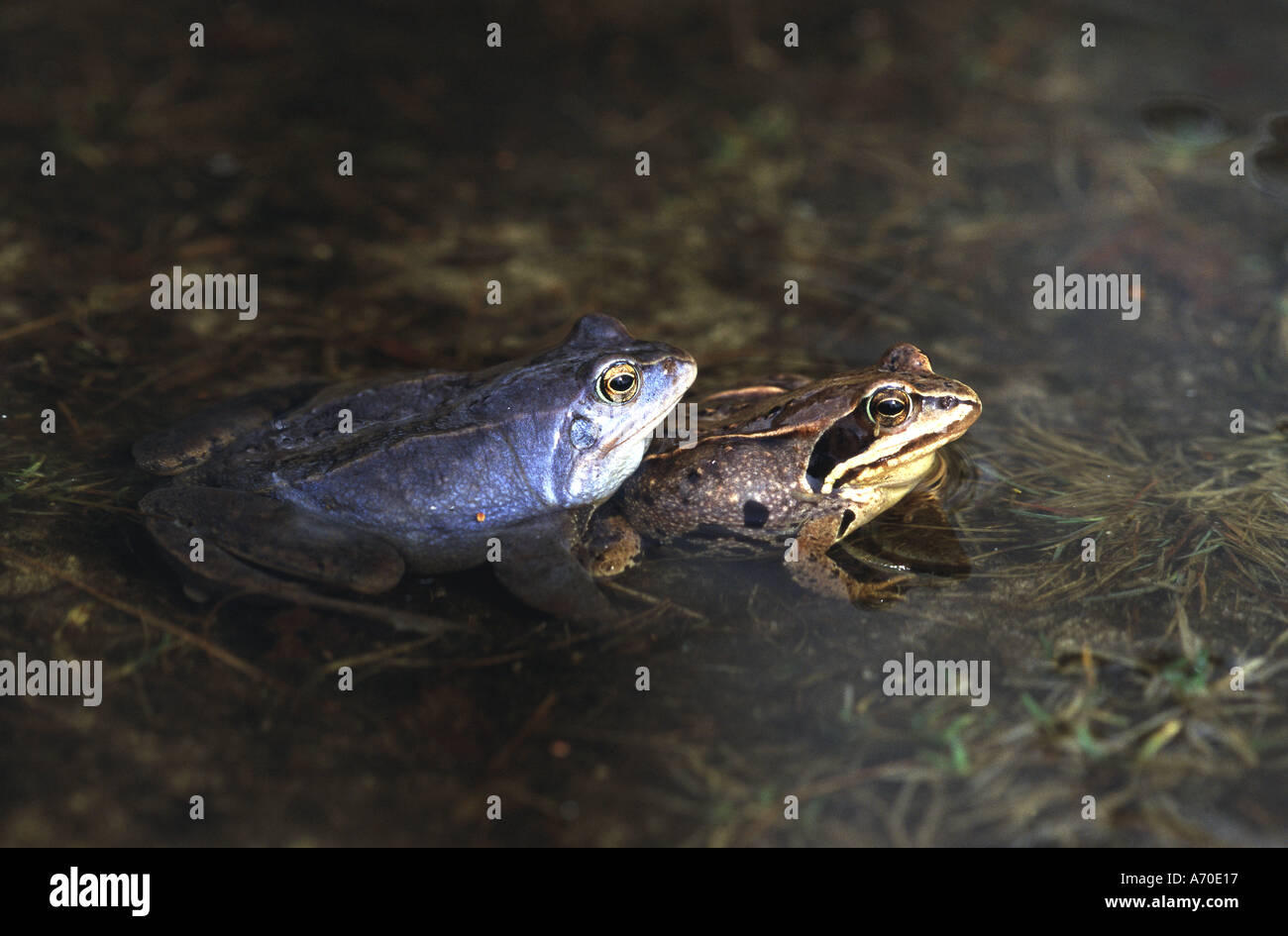 Blue frogs hi-res stock photography and images - Alamy