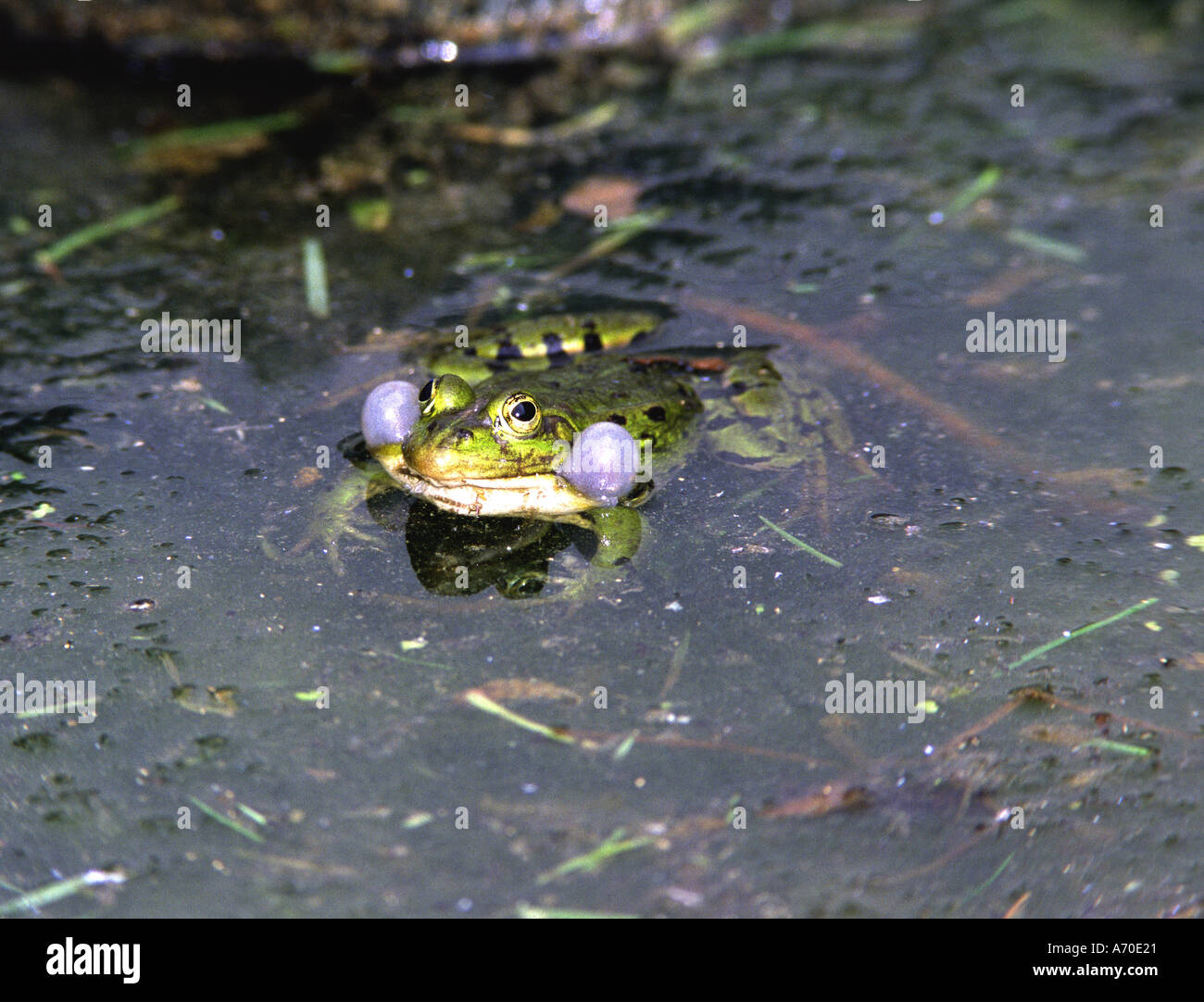 Frog in a pond Stock Photo - Alamy