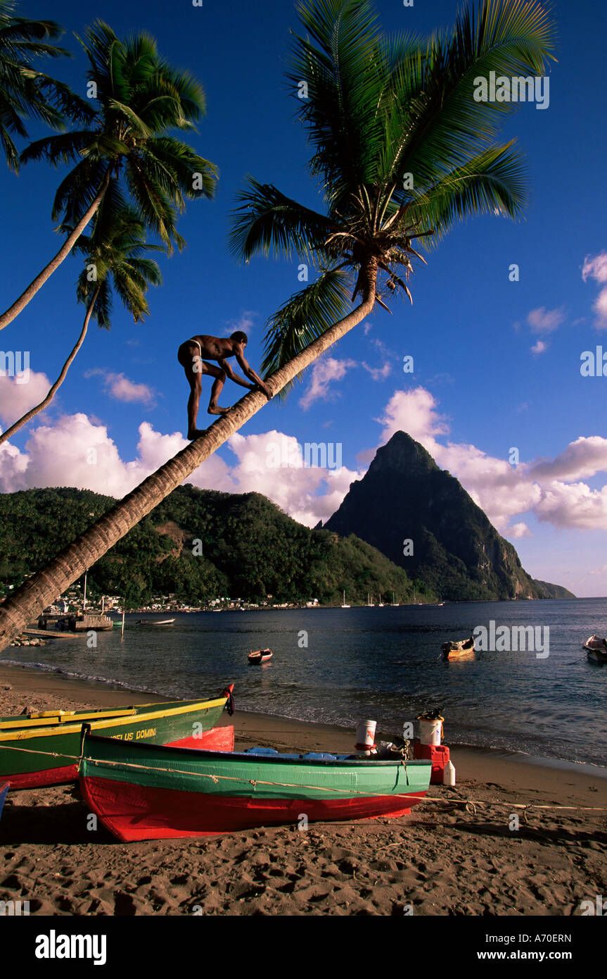 A local man climibing a coconut tree Soufriere beach with the Pitons in ...