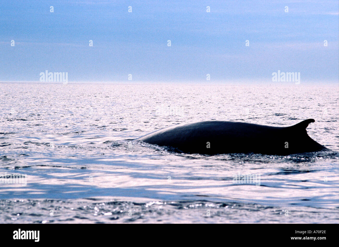 Fin whale finback whale razorback hi-res stock photography and images ...