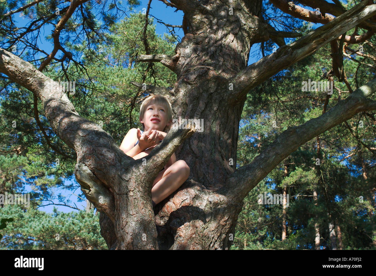 Year old boy climbing tree hi-res stock photography and images - Alamy