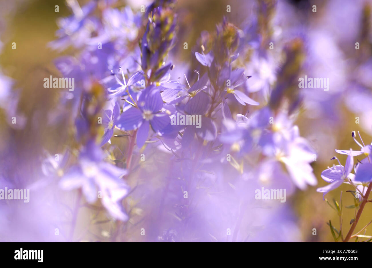 Houstonia hi-res stock photography and images - Alamy