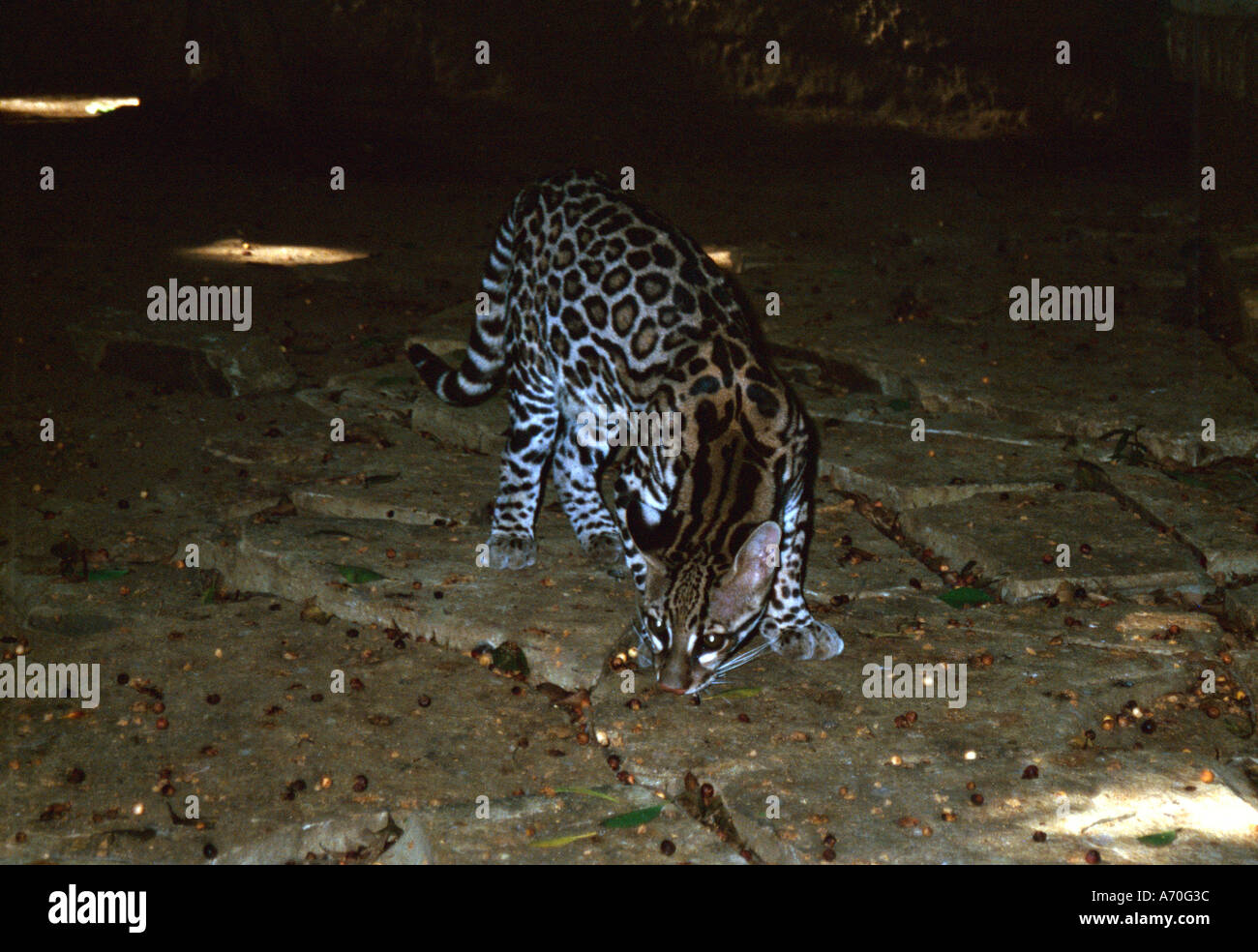 Ocelot Costa Rica High Resolution Stock Photography and Images - Alamy