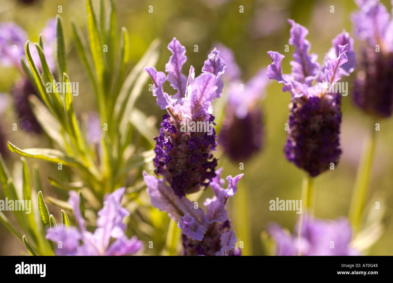 Spanish lavender Lavandula Stoechas Stock Photo - Alamy