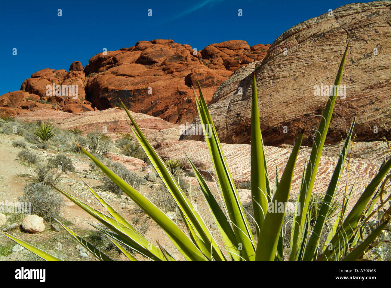 Yucca trees in the Red Rock Canyon Nevada Stock Photo - Alamy