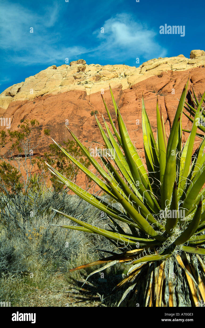 Yucca trees in the Red Rock Canyon Nevada Stock Photo - Alamy