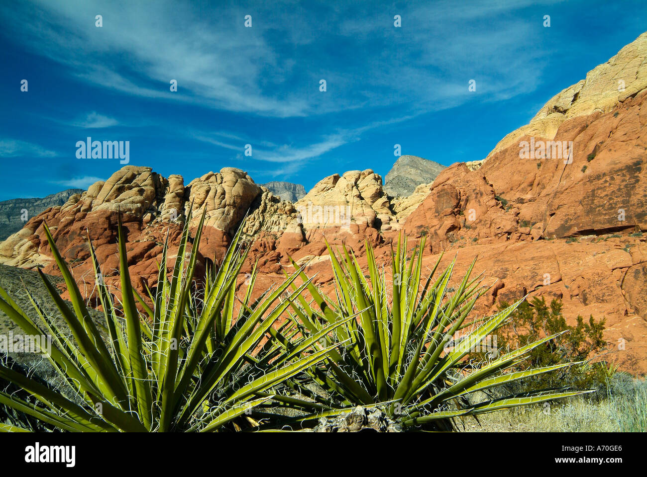 Yucca trees in the Red Rock Canyon Nevada Stock Photo - Alamy